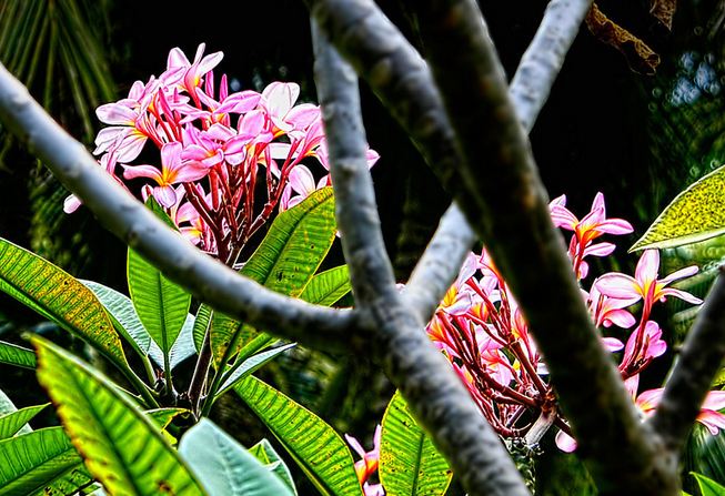 invitation to smell the flowers ...: Kalachuchi (Plumeria, Frangipani)