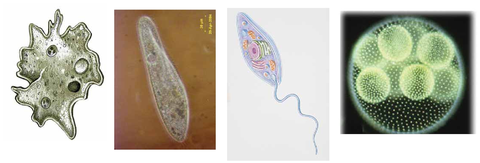 Pras Academy - SMP: Klasifikasi Makhluk Hidup: Dunia Protista