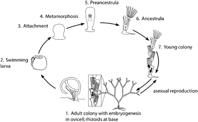 Harbor Watch: MIS Branching Bryozoan