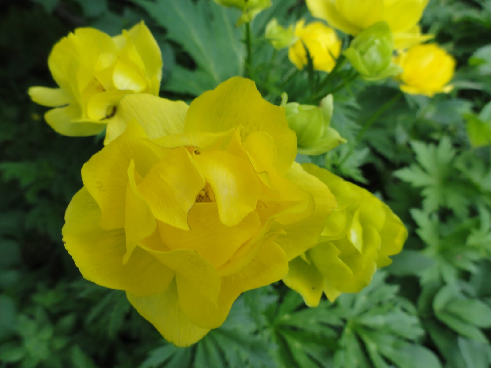 Frumusetile naturii: Bulbuci de munte (Trollius europaeus)