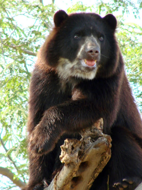 OSO FRONTINO