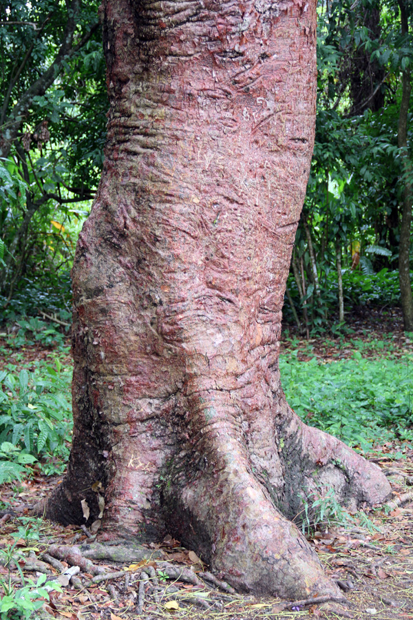 Art by Linda Queally: Spotting Monkeys in The Mayan Jungle Ruins of ...