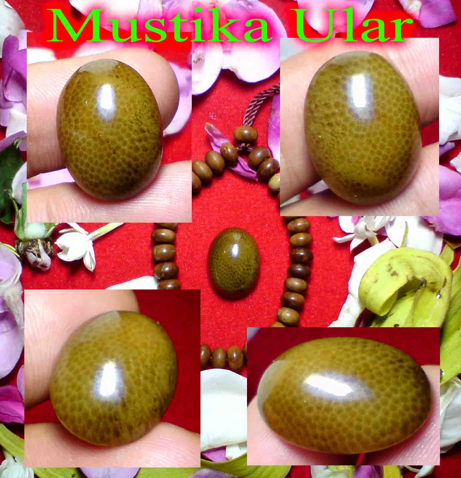 BATU MUSTIKA NAGA SAKTI ASLI: MUSTIKA RAJA ULAR