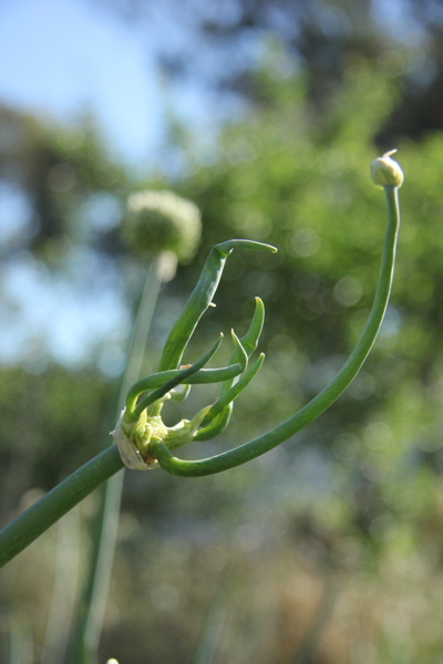 Mudflower: Tree Onions