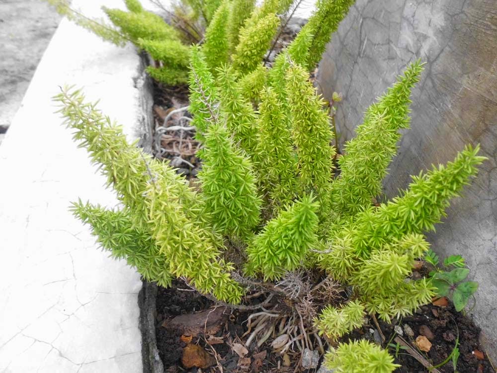 Treeshrew Tail Tree Pictures
