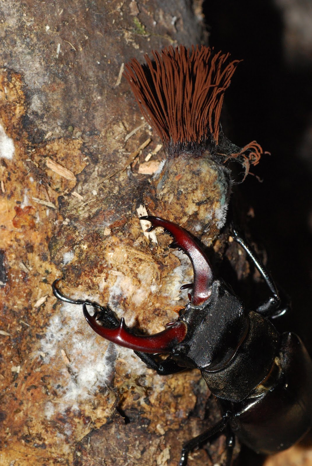 Criando escarabajos: Lucanus judaicus, cría e hibernación en cautividad ...