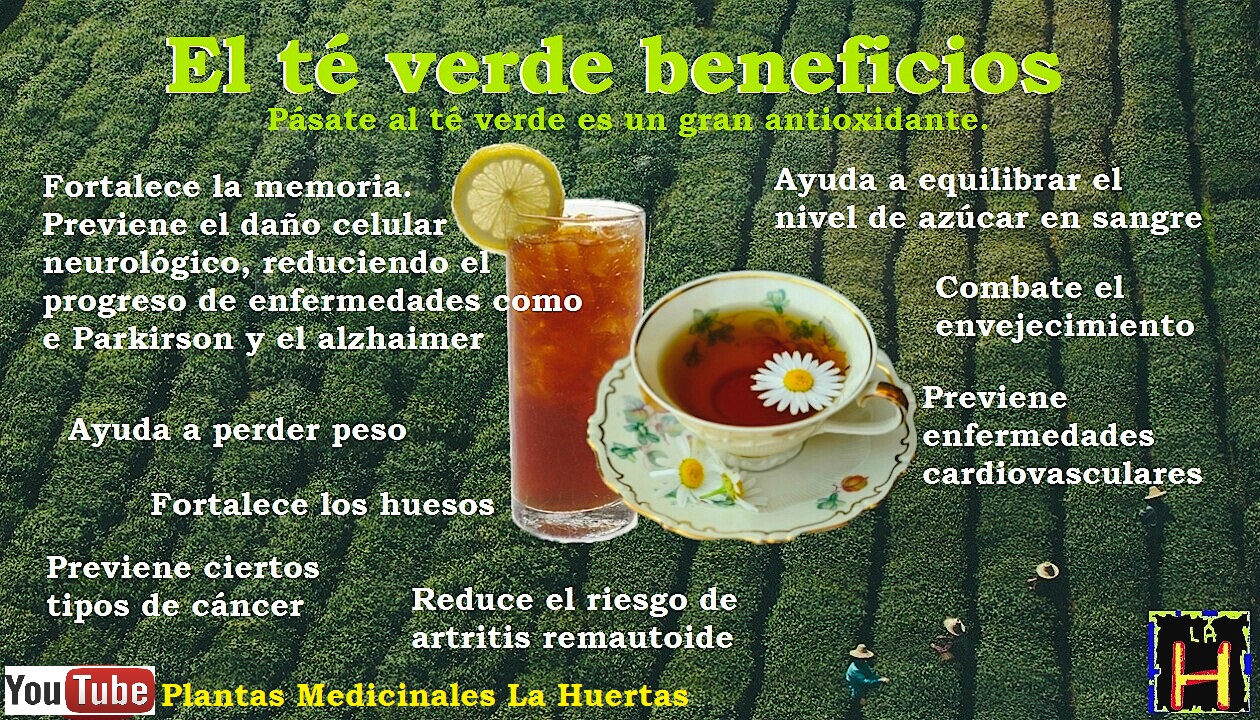 Té verde, beneficios propiedades usos ~ Remedios Alternativos Naturales