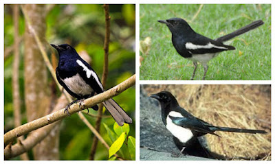 6 Cara Beternak Burung Kacer Yang Baik dan Berkualitas | -Petani TOP-