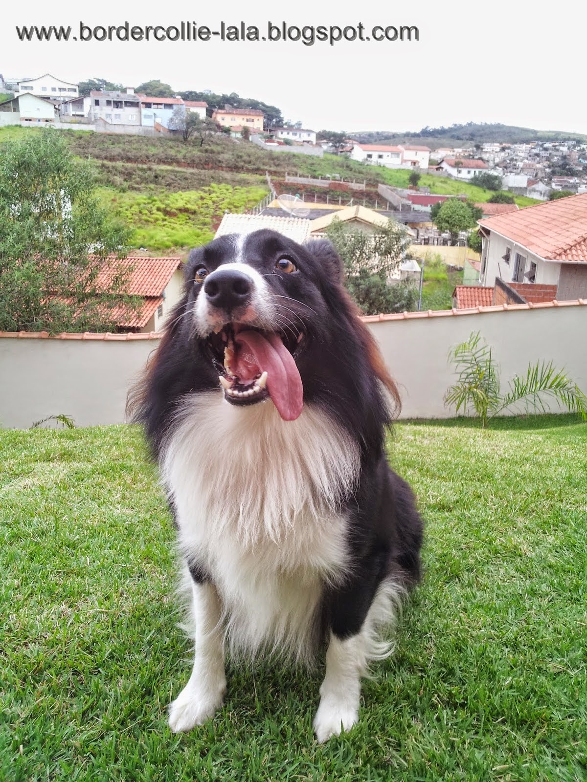Border Collie: Border Collie - Nick (Parte 4)