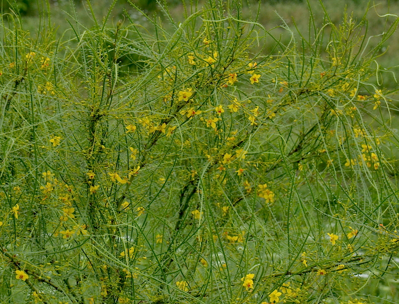 Cities In The South Texas Brush Country at Celia Powell blog
