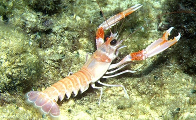 IMÁGENES Y FOTOS DE ANIMALES: Cigala