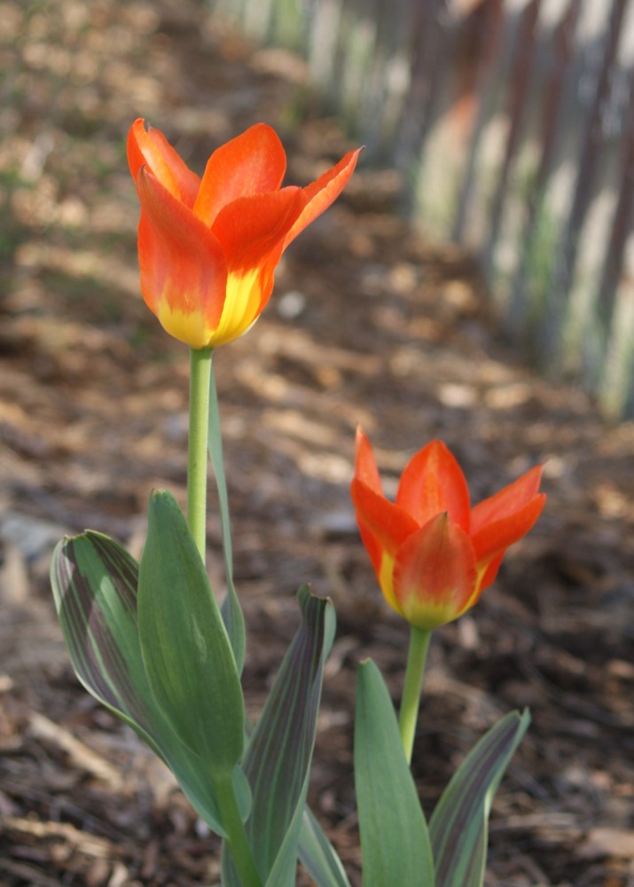 Visit My Garden: Bulbs