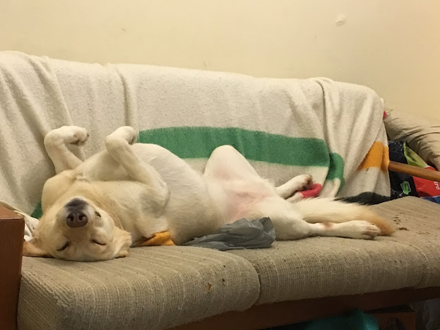 Pound Dogs Toronto Animal Services - dog adoption - animal shelter