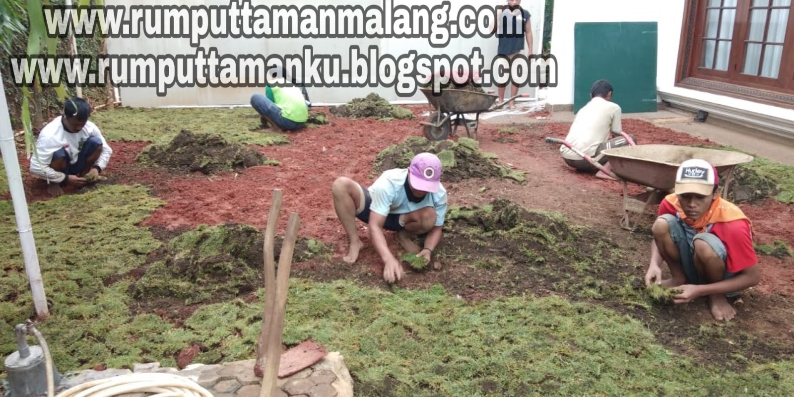 Harga jual rumput manila zoysia matrella di Jakarta April Tahun 2023 ...