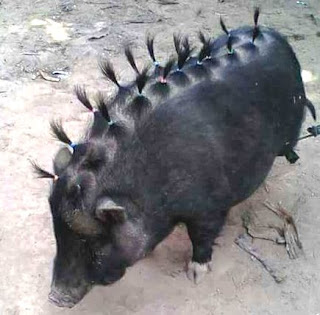 kanduksupatra: CELENG BOLOTAN