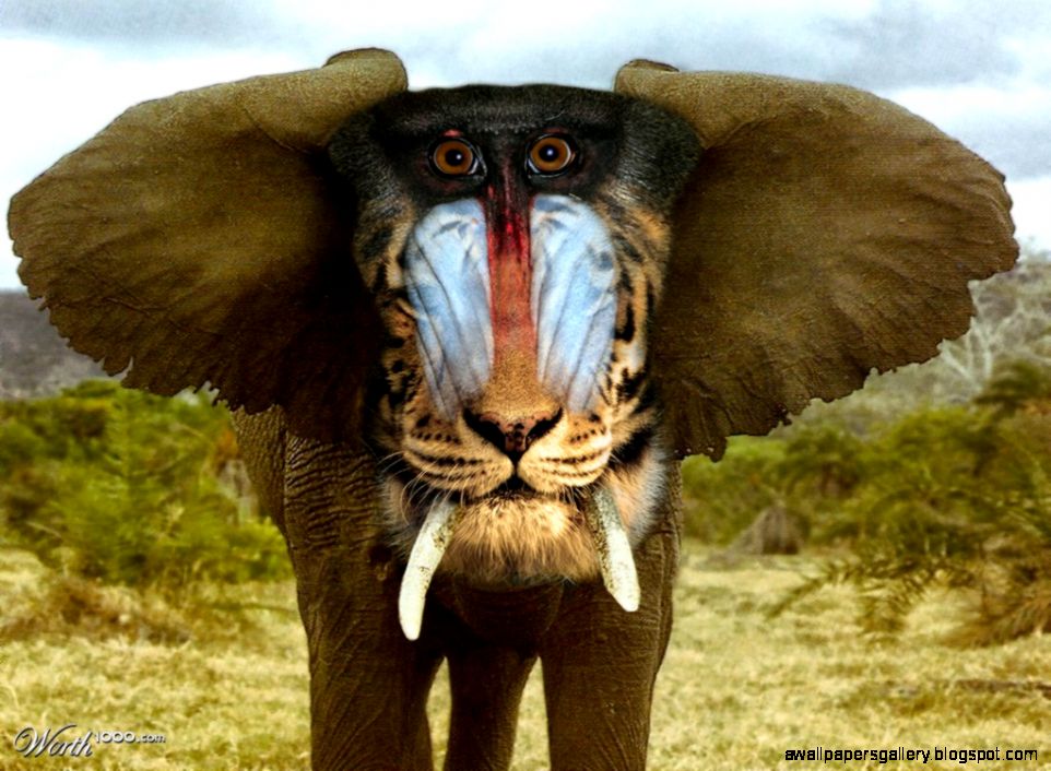 Very Rare Animals In The World | Wallpapers Gallery