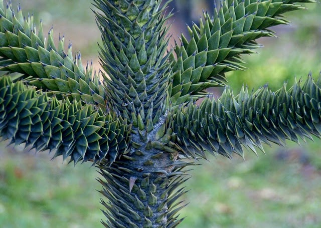 Chilean pine no puzzle for this monkey