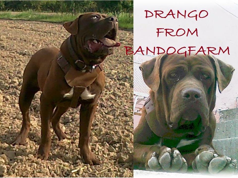 BANDOGFARM REGENCY MASTIFF FROM GREECE