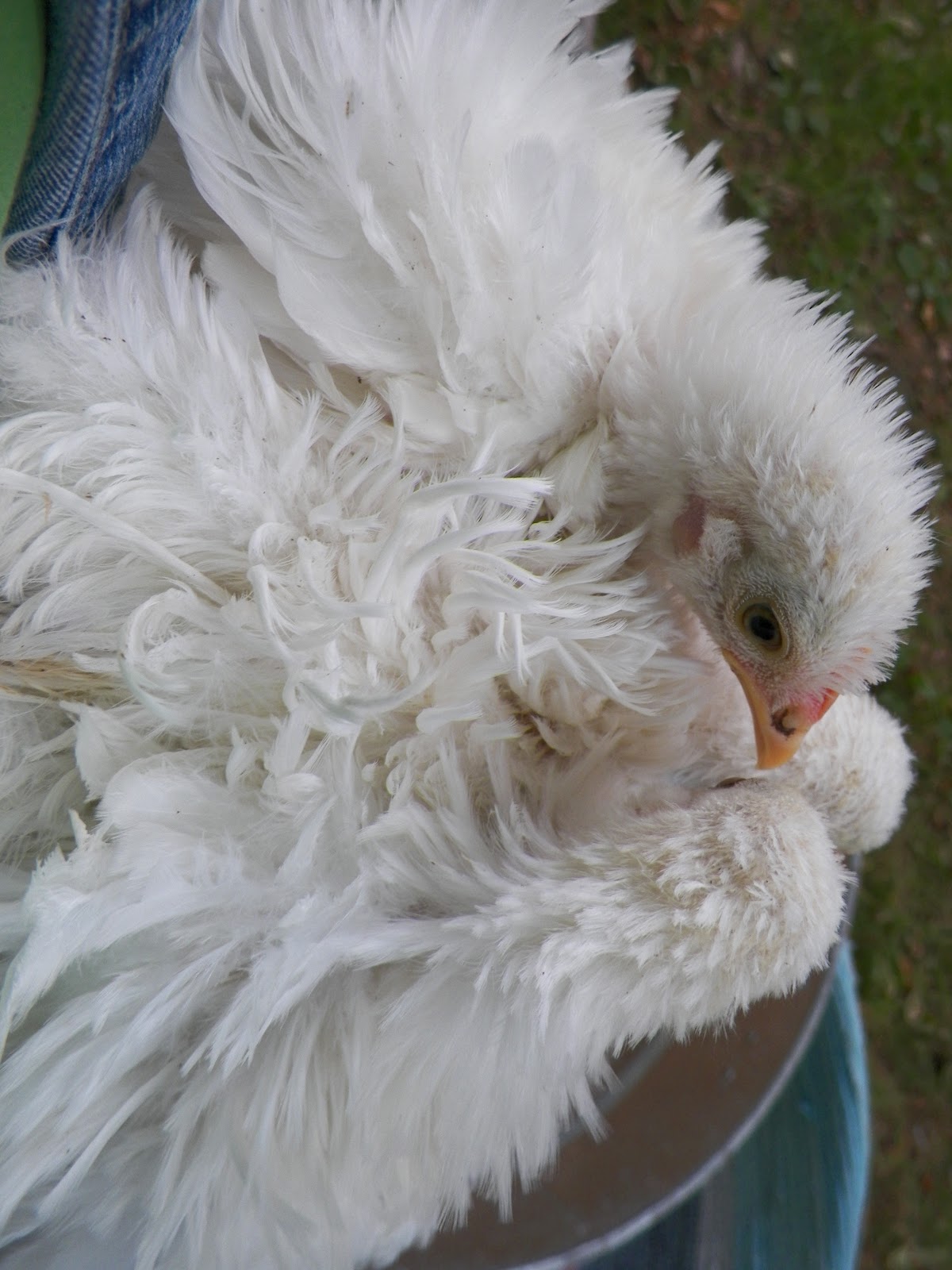 From Cedar Pond to Laughing Dove Farm : The Trouble With Tribbles..