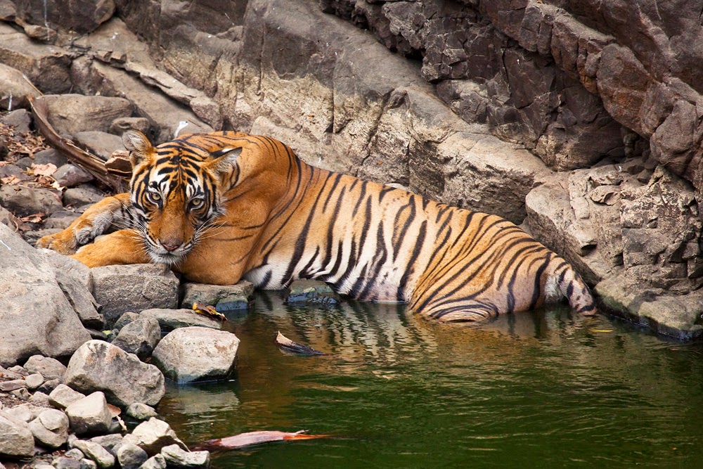 Ranthambhore National Park Tour Package : Ranthambore Tour