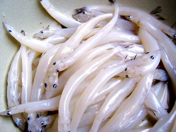 Oppdag Fisk!: Nuddelfisk/Chinese Noodlefish/Icefish/Salanx Chinensis ...