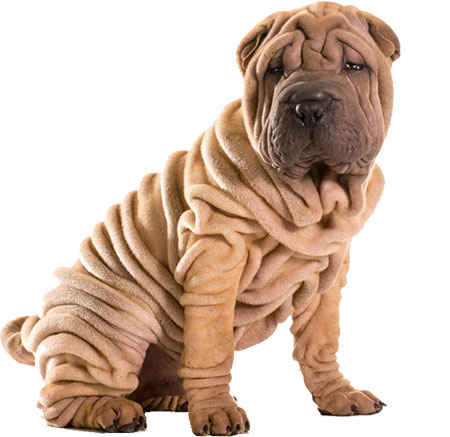 AmorPraCachorro Banho & Tosa: Tudo sobre Shar Pei