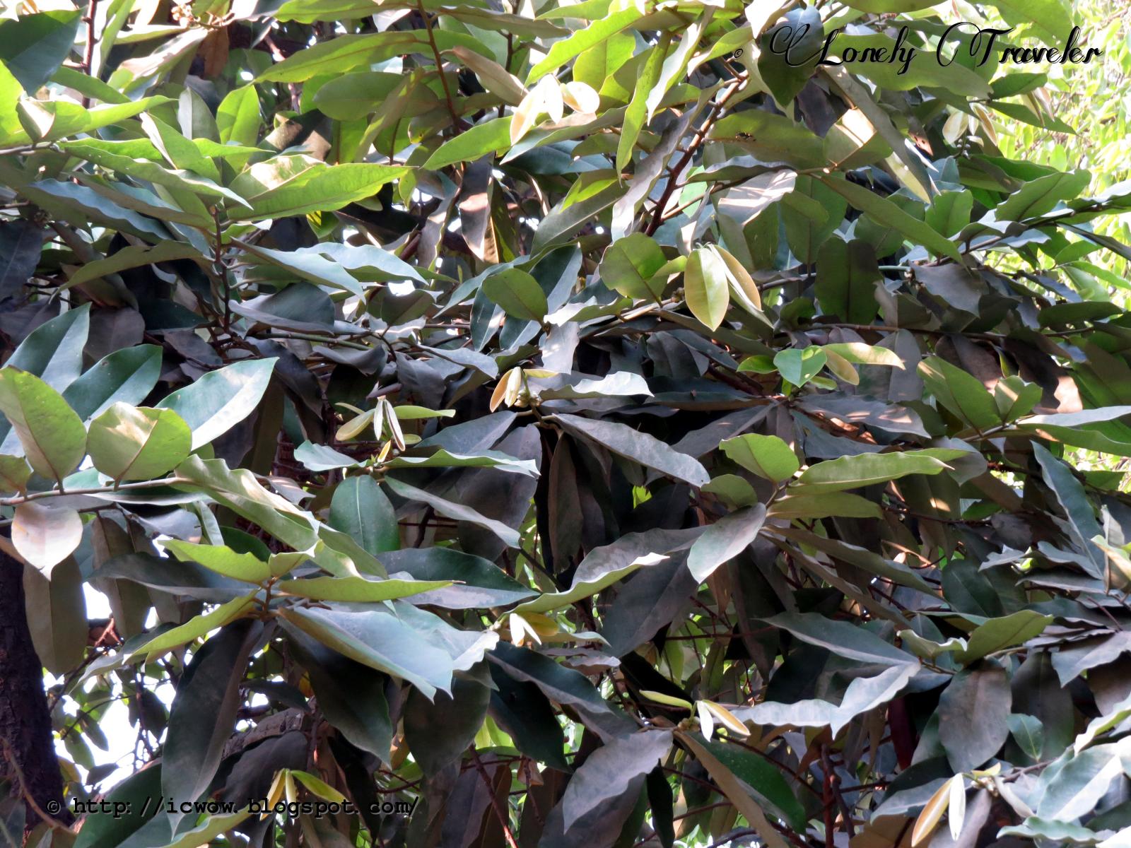 Bilati Gaab (বিলাতি গাব) Diospyros blancoi