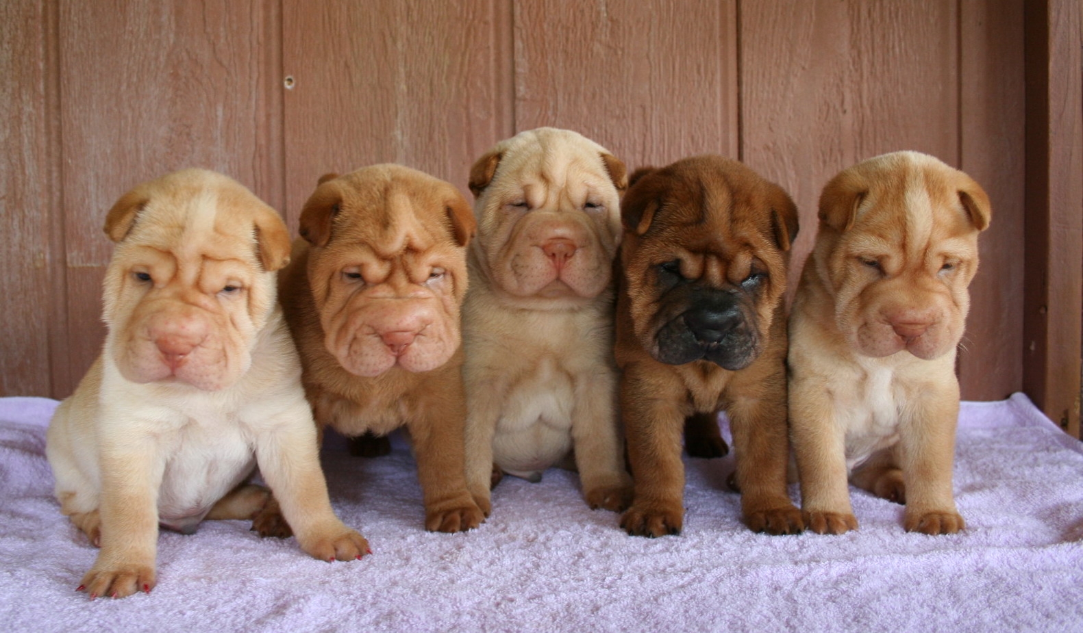 Top 7 Shar Pei Puppies Photos - Pictures Of Animals 2016