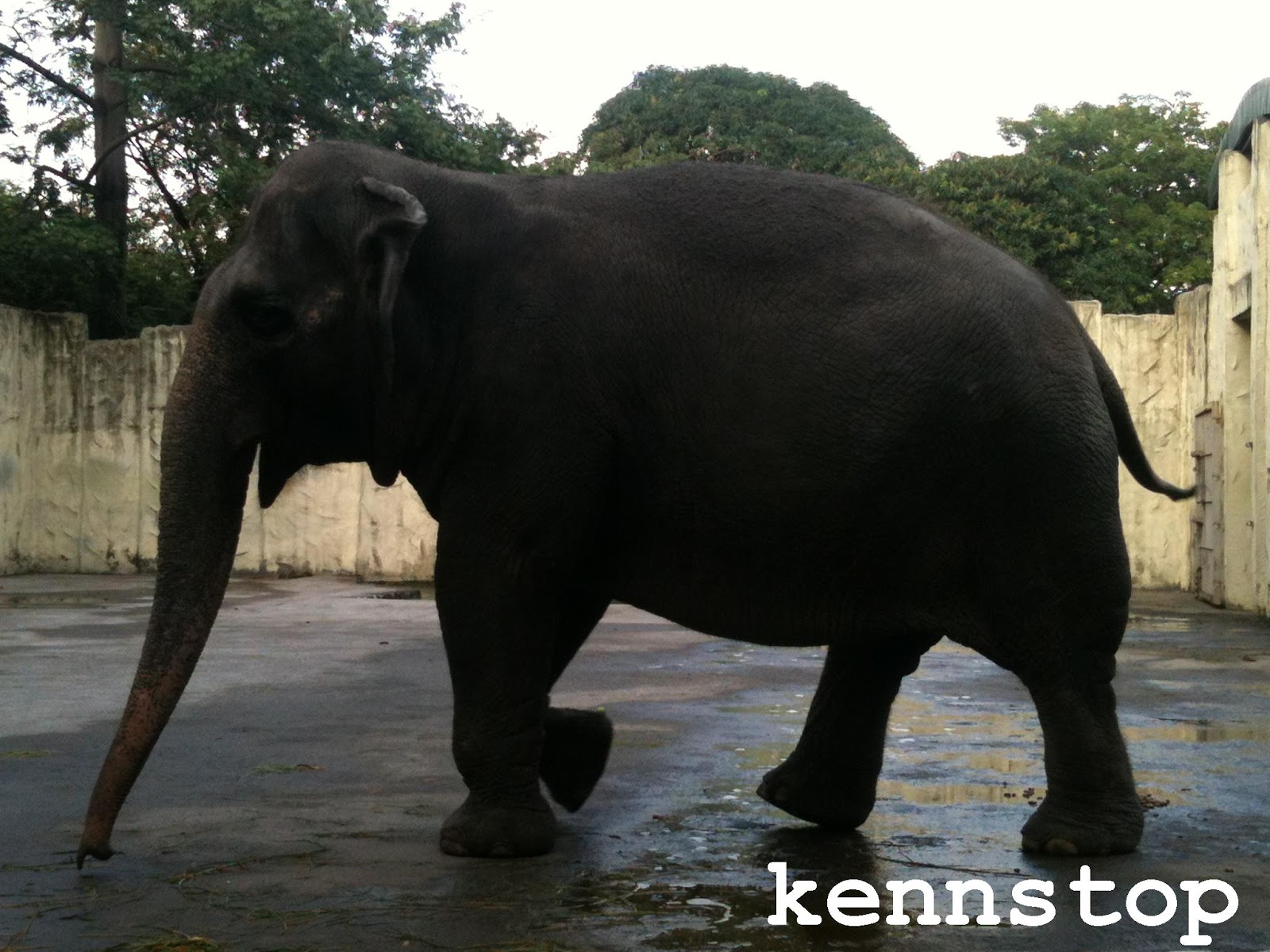 Wildlife in Manila Zoological and Botanical Garden ~ Exploring Life's ...