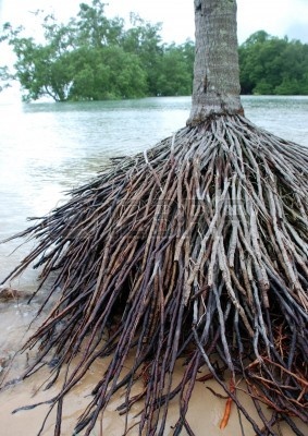 COCONUT 101: TREE OF LIFE