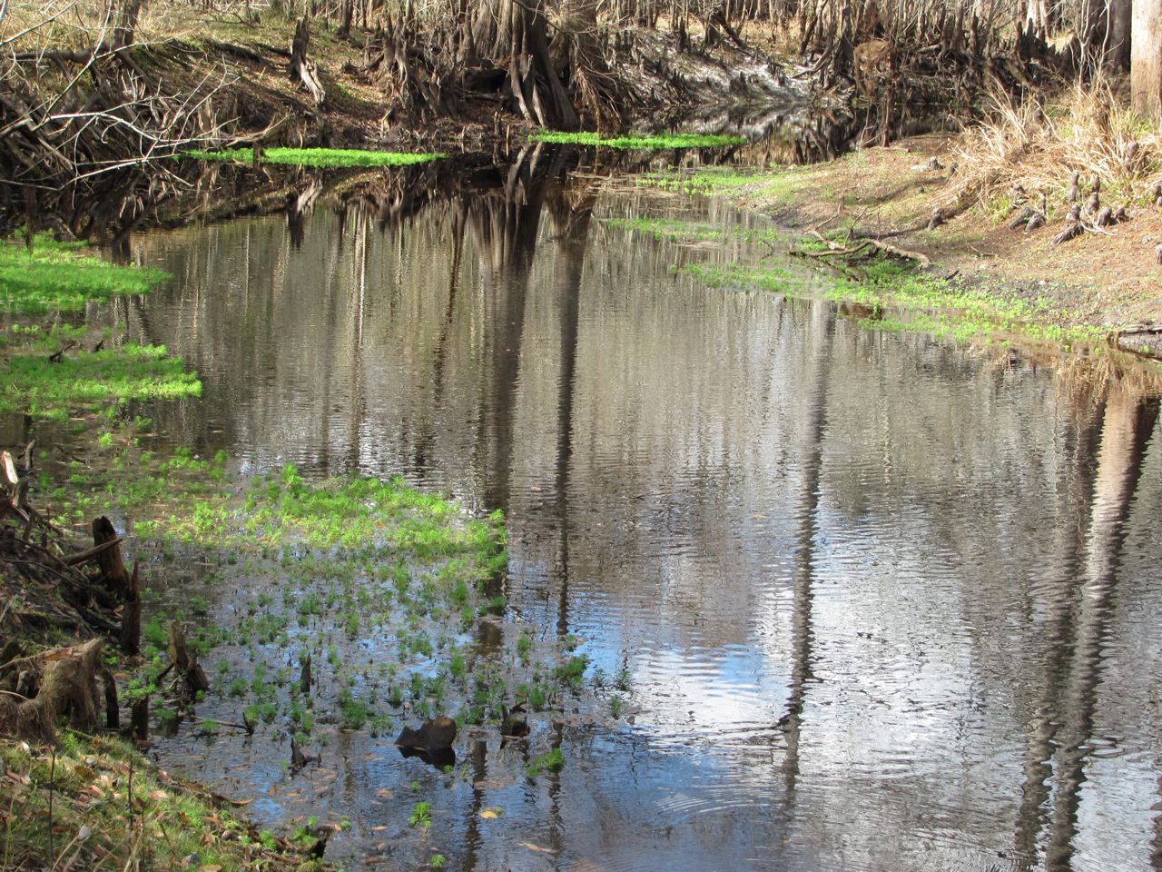 Lacoochee Fl River at Heather Gonzales blog