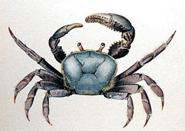 EL CAJON DE LOS CONOCIMIENTOS: JAIBA