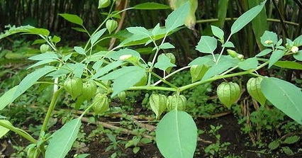 Sehat Itu Indah: 5 Manfaat Cecendet Untuk Kesehatan Tubuh Yang Tersembunyi
