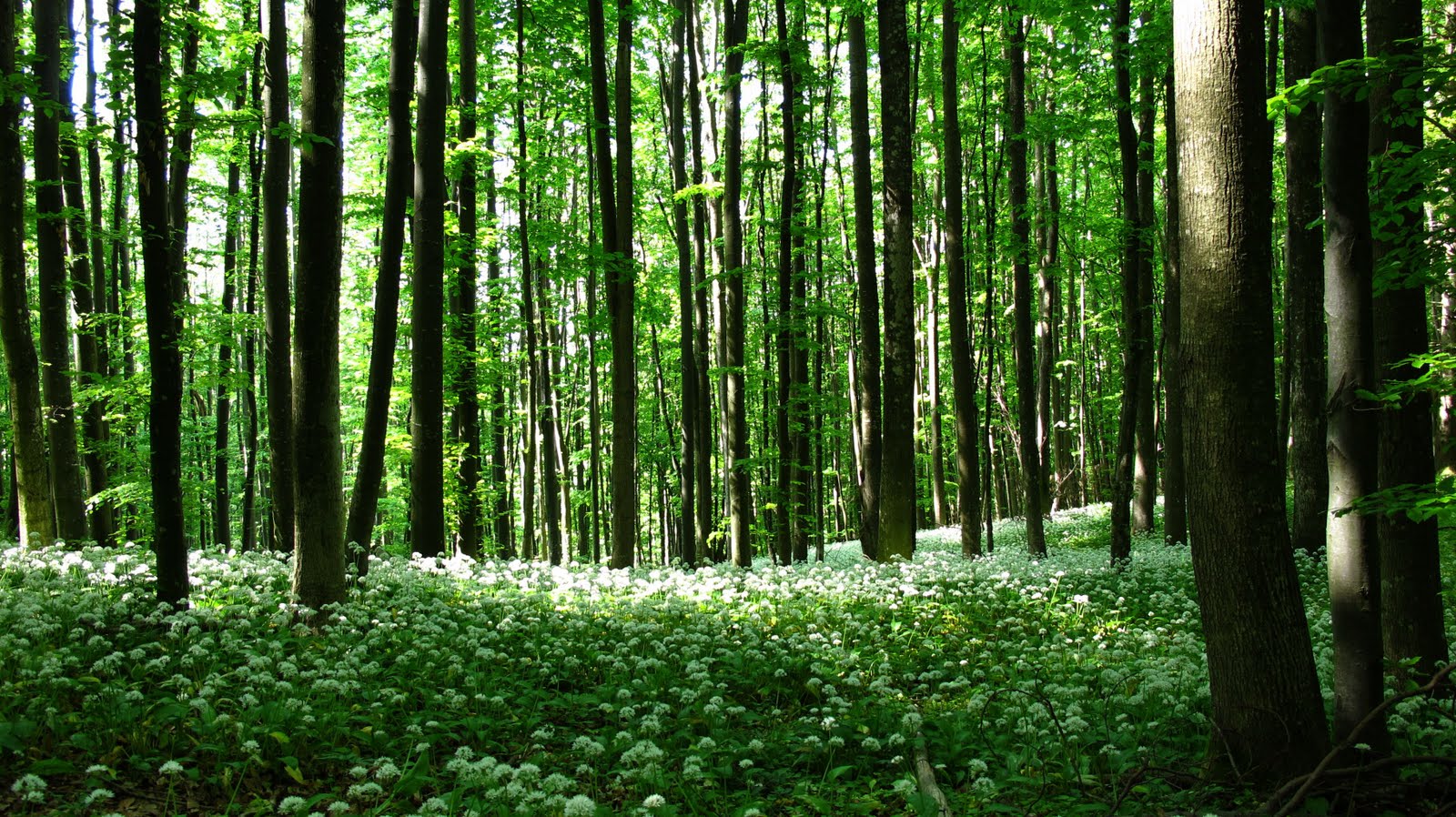 WOODEN SPOON INSPIRED FROM NATURE: Mai lunga cu padurea, ca sa ...
