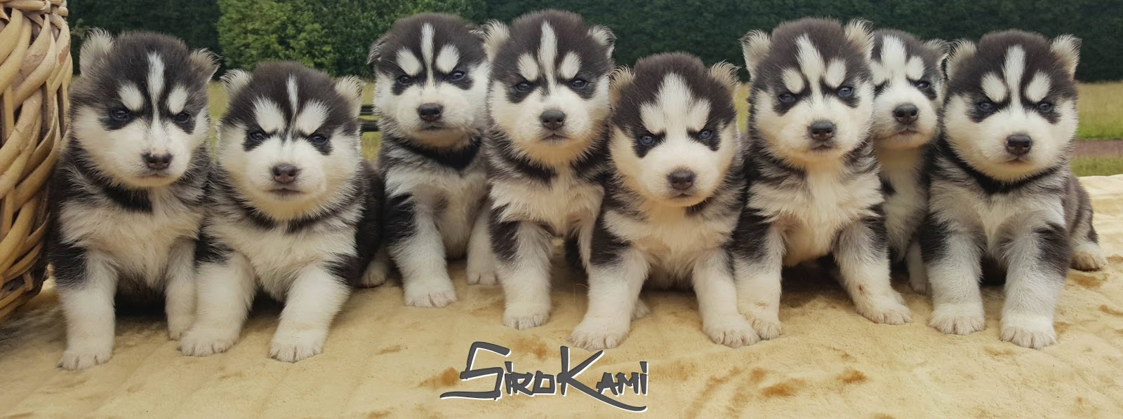 Sirokami Husky Siberiano