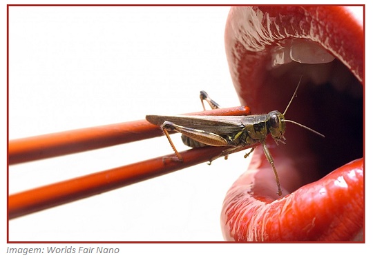 Comer grilos e outros insetos comestíveis pode trazer benefícios à sua ...