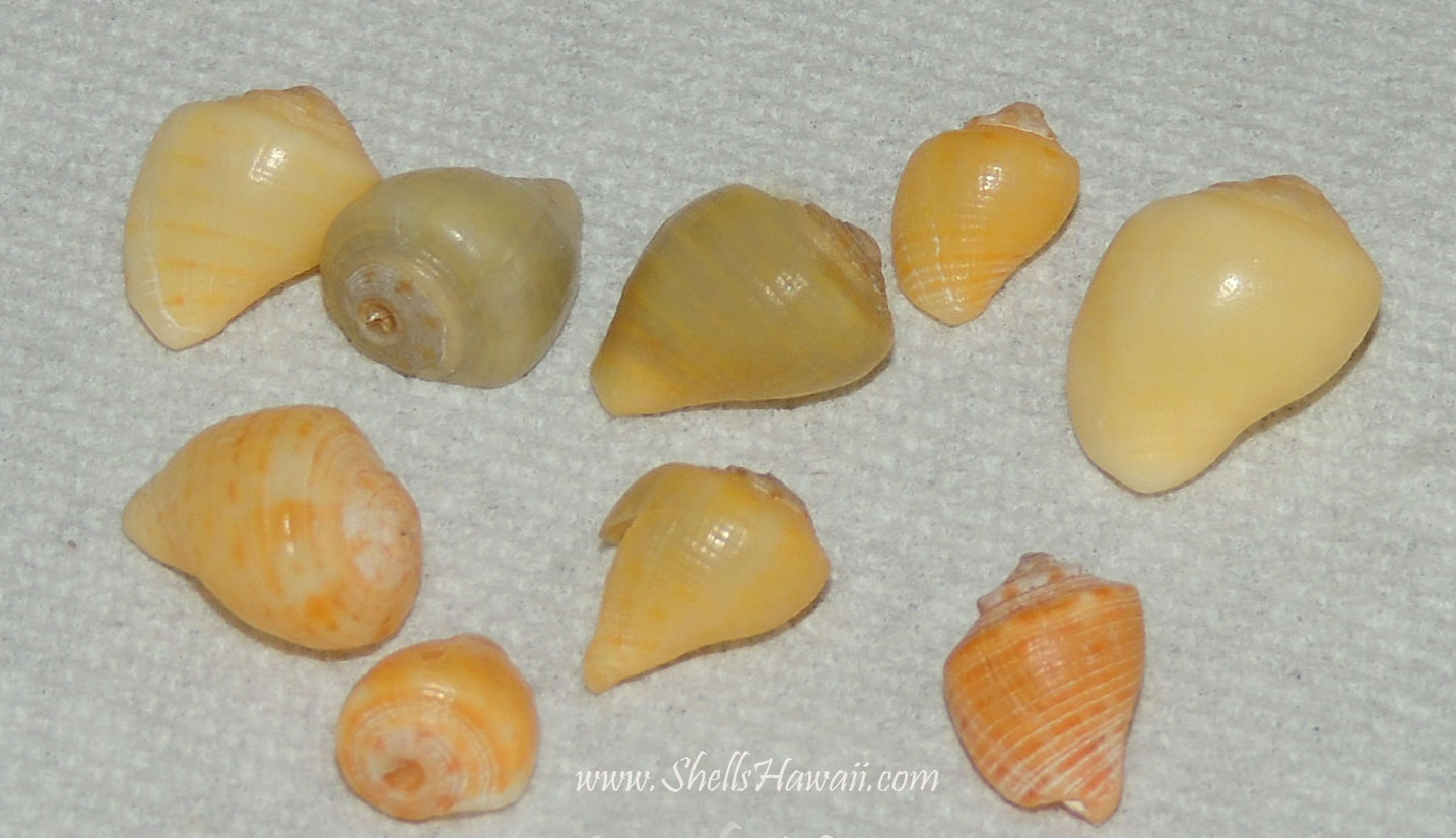 ShellsHawaii ...by Janjira: Hawaiian Sea shells