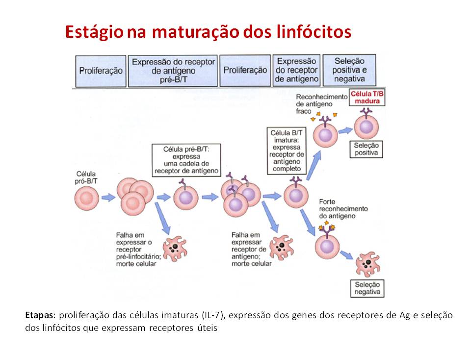 Bio prof. Viviane: Linfócitos B