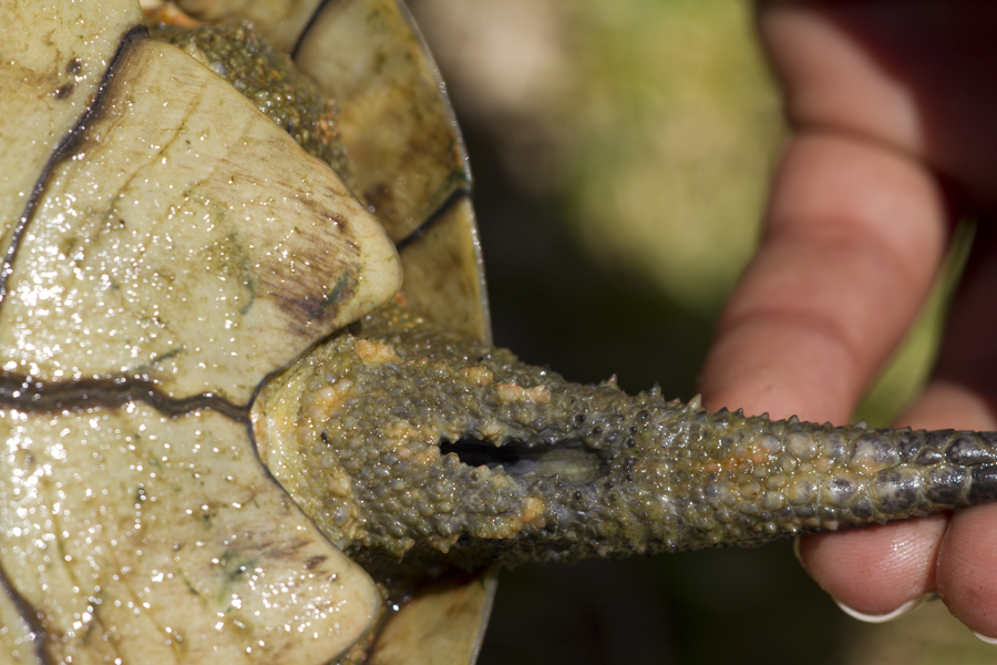 Como saber se um cágado é macho ou fêmea? - Caminhada Primitiva