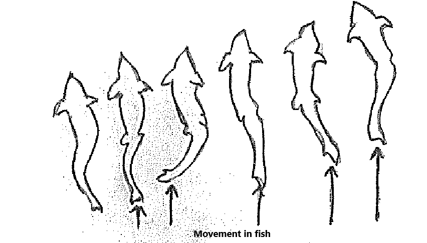 Class-6 Science, Chapter-8 Body Movements , Additional Exercises with ...