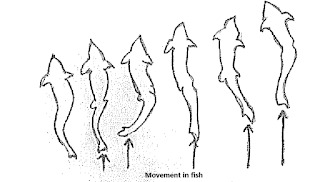 Class-6 Science, Chapter-8 Body Movements , Additional Exercises with ...