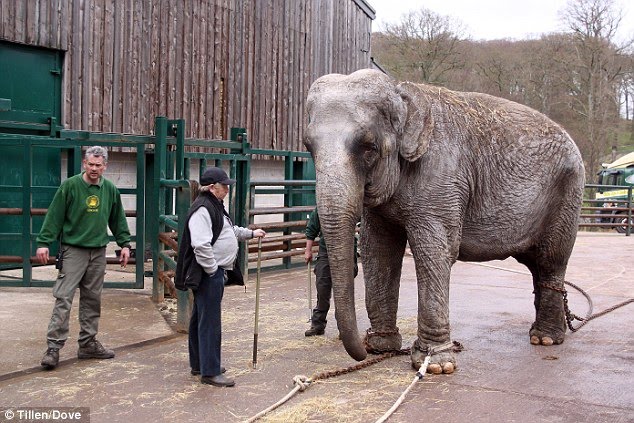 Welcome to your new home, Anne! She arrives safely at Longleat refuge ...