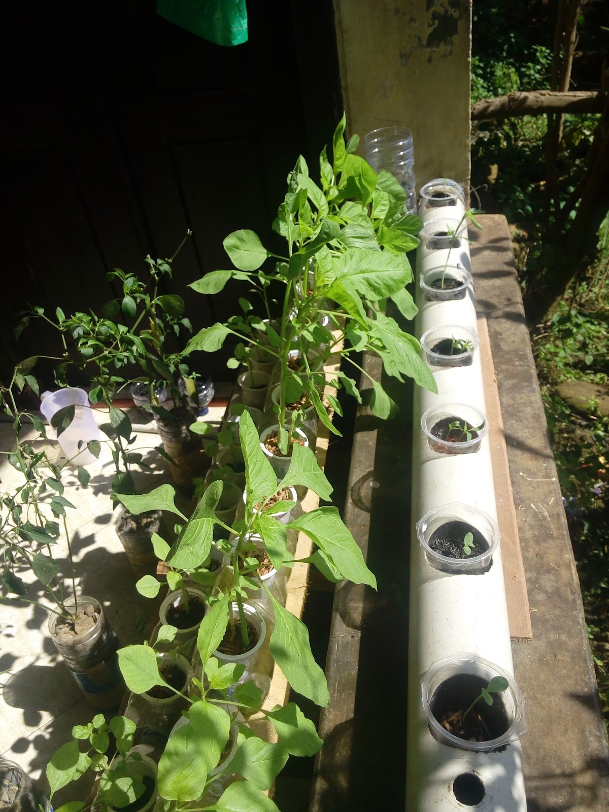 budidaya hidroponik, jual nutrisi atau pupuk hidroponik, perlengkapan ...