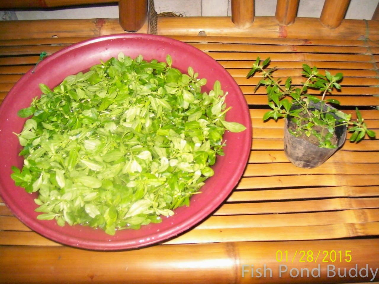 Fish Pond Buddy: February 2015