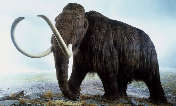 George Church's team closing in on hybrid mammoth elephant embryo using ...