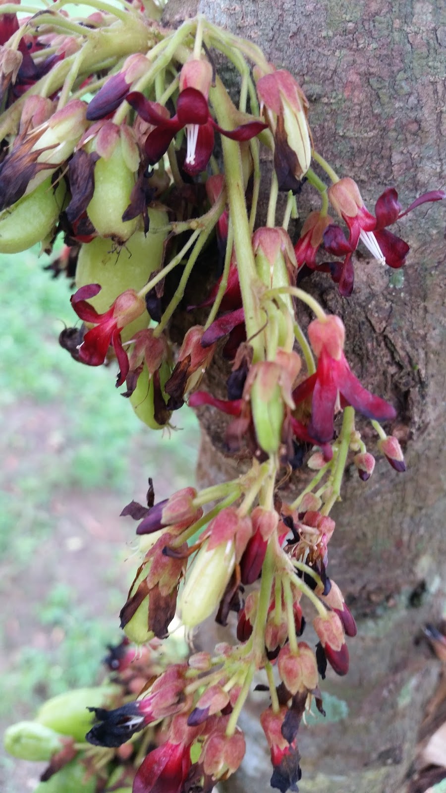 Warisan Petani: WW 13 : Bunga Belimbing Buluh