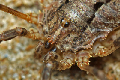 Gower Wildlife: A spiny harvestman in Gorseinon