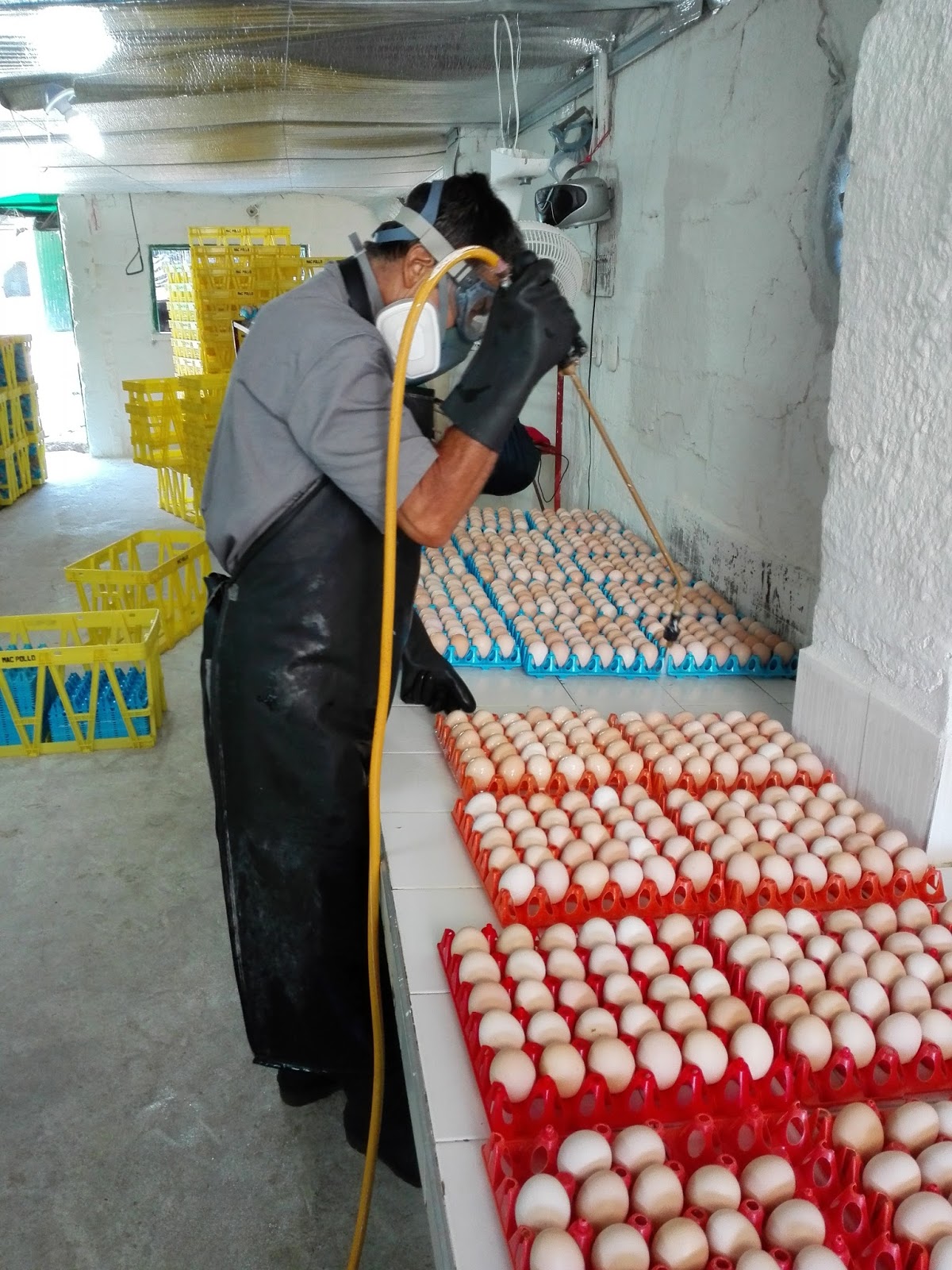 C: Proceso Avidesa Macpollo 2016