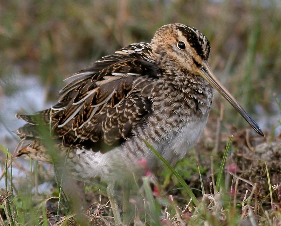 Morigenos Blog: Preprečimo lov na ogrožene vrste ptic