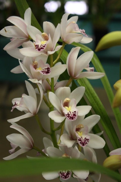 Blooming Rose Musings: Lovely Orchids And Giveaway